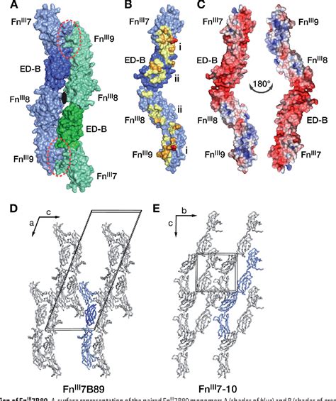 Figure 1 From Extra Domain B In Oncofetal Fibronectin Structurally Promotes Fibrillar Head To