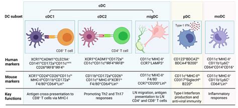 Overview Of The Different Dc Subsets Their Corresponding Mouse And Download Scientific Diagram