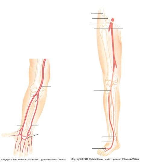 Anatomy 4 Peripheral Vascular System Diagram Quizlet