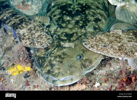 Gravid Female Dusky Flathead Platycephalus Fuscus With Two Males