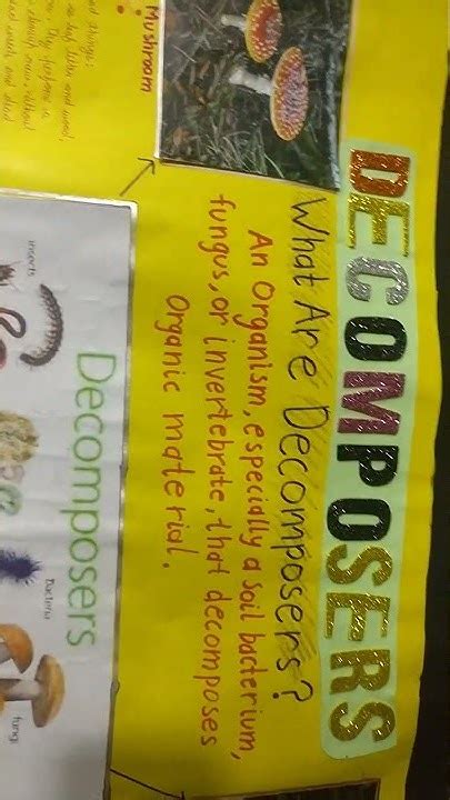 Decomposers Chart Youtube