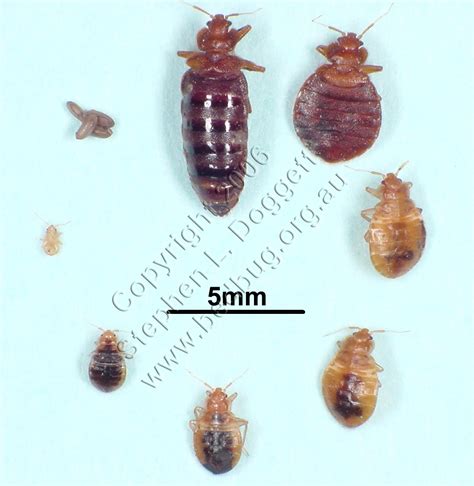 Bed Bugs Quickly Becoming Public Enemy Number One New Port Richey Fl Patch