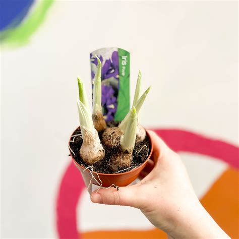 Iris Reticulata Pixie Sprouts Of Bristol