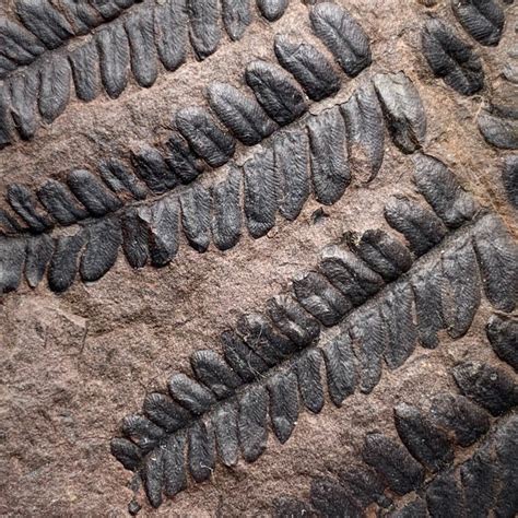 300 Milion Year Old Fossil Fern Stunning Auction Online Catawiki