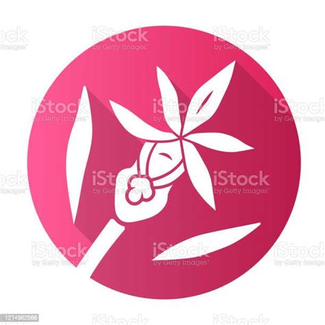 칼립소 오키드 핑크 플랫 디자인 긴 그림자 문립 아이콘 이국적인 열대 꽃 요정 슬리퍼 칼립소 불보사 야생화 파피오피딜룸 봄 꽃입니다 벡터 실루엣 일러스트레이션 0명에 대한