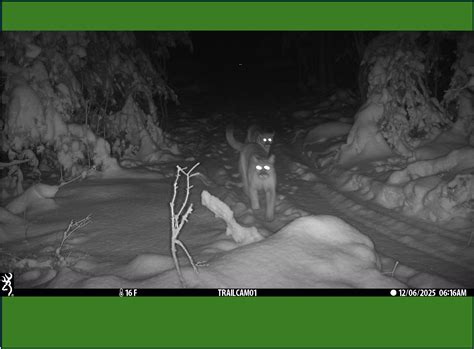 Update Michigans Elusive Cougar Cubs Have Survived The Sun Times News