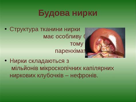 Нирки презентація з біології
