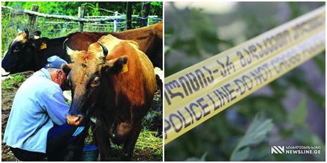 დაკარგული ძროხის საძებნად წავიდა და თავად დაიკარგა მე 9 დღეა