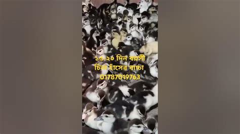 বড় সাইজের চিনা হাঁসের বাচ্চা চিনা চিনাহাঁস চিনাহাঁসেরবাচ্চা রাজহাঁস হাঁস Shorts Youtube