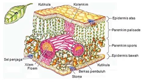 Pengertian Jaringan Epidermis Ciri Fungsi Dan Bentuk Modifikasi