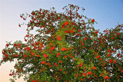Tree Full Of Red Berries In Munising Campground Michigan Photograph By Ruth Hager
