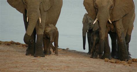 Postgresql 16 Sync Replication Guide Minervadb