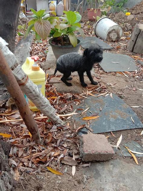 纪念世界上最可爱的小狗——来福 知乎