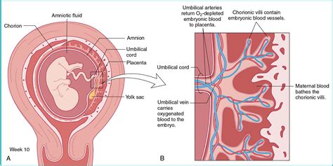 Pregnancy And Parturition Clinical Tree