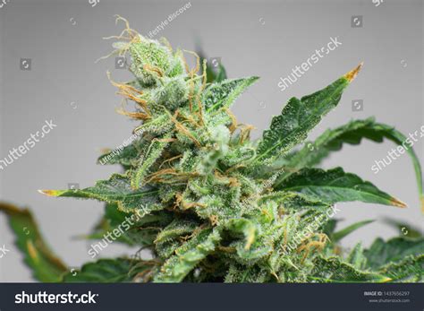Cannabis Indica Flower