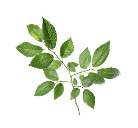 Branch Of Elm Tree With Young Fresh Green Leaves Isolated Spring Season Stock Image Image Of
