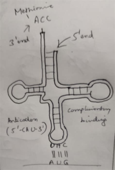 Trna The Adapter Molecule Class 12 At Edward Schmidt Blog