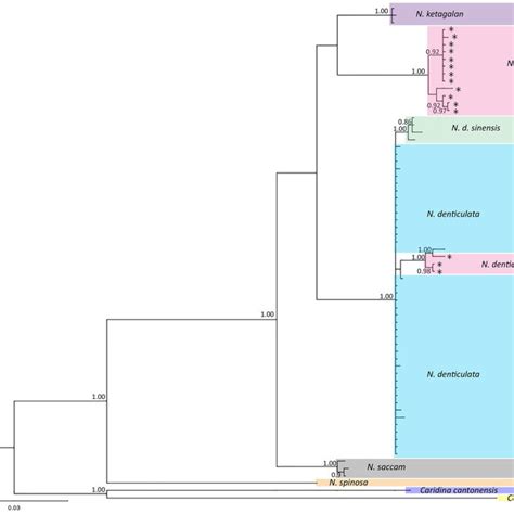 Bayesian Inference Concatenated Mitochondrial Phylogenetic Tree Of Both