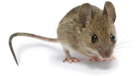 Mods Are Asleep Upvote This Photo Of A Real Mouse R Mousereview