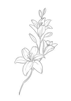 Dibujo De Lirios A Lapiz