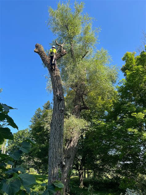 Tree Trimming And Tree Pruning In Lindsay Arborcor Tree Care