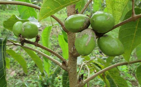 Pili Nut Tree Varieties Of Pili Lmqvq