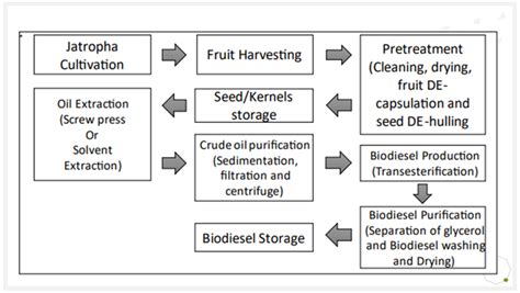 Process Flow Diagram For Bio Diesel Production From Jatropha Plant Download Scientific Diagram