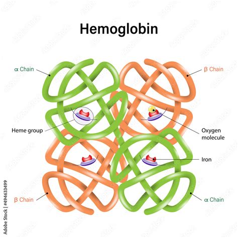 Hemoglobin Molecule