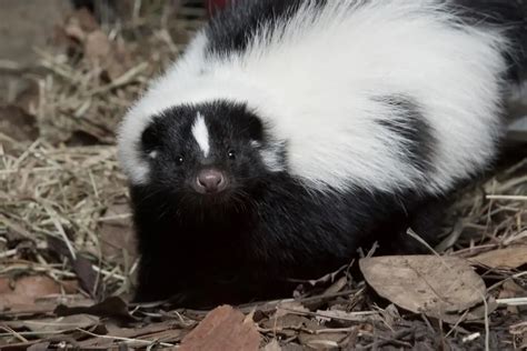 Meet The Different Types Of Skunks Green Rodent Restoration
