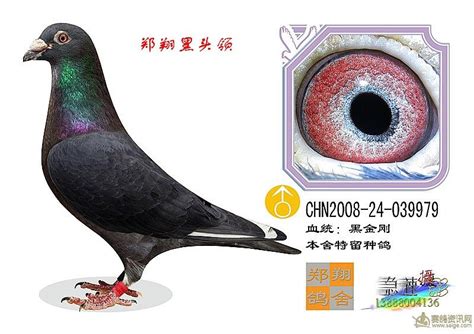 郑韶康07副本 副本 相册 郑翔鸽舍 赛鸽资讯网