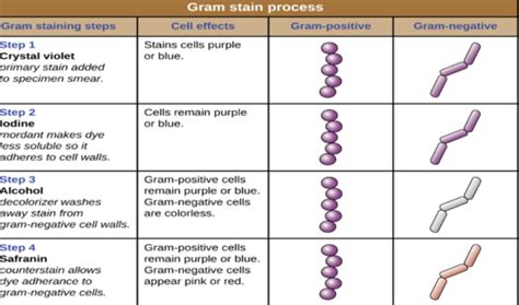 17 Identification Of Bacteria And Staining Flashcards Quizlet