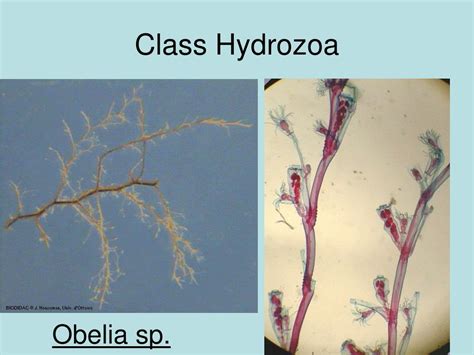 Ppt Phylum Cnidaria Powerpoint Presentation Free Download Id6390982