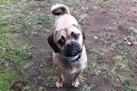 Rocky An Eight Month Old Beagle Pug Mix Is Looking For A Home