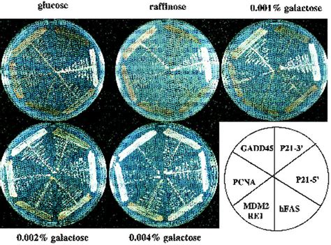 Differential Transactivation By The P53 Transcription Factor Is Highly