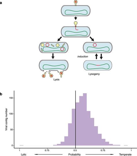 Life Cycles Of Bacteriophages A Diagram Of Lytic And Lysogenic Download Scientific Diagram