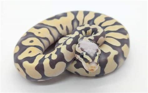 9 Rarest Ball Python Morphs