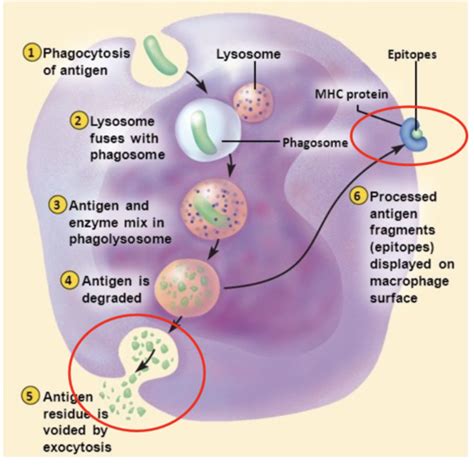 7 Virulence Factors Ii Flashcards Quizlet