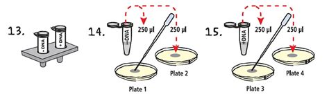 Plasmid Dna Transformation