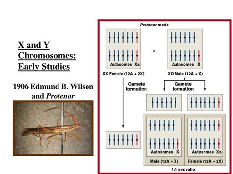 PPT Chapter Sex Determination PowerPoint Presentation Free Download ID