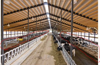 Inside A Modern Cow Barn Dairy Moos