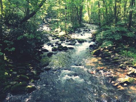 Premium Photo River Flowing Amidst Trees