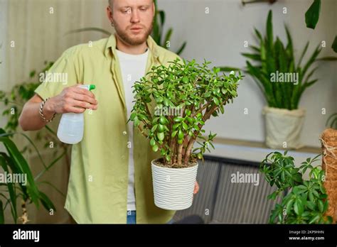 Man Gardener Spraying Watering Crassula Pot At Home Taking Care Of