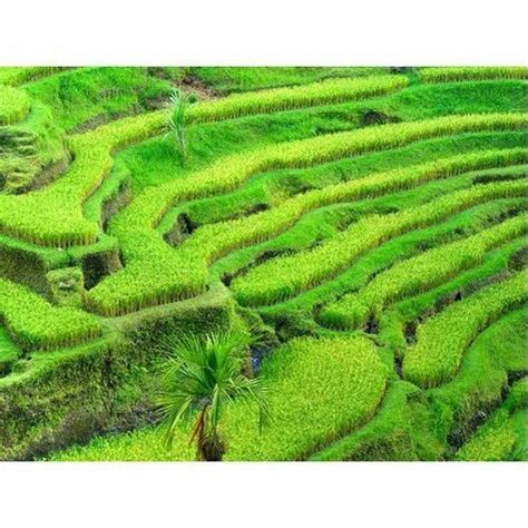Grass 3d Wallpaper Pvc At ₹ 40square Feet In Hyderabad Id 21450540230