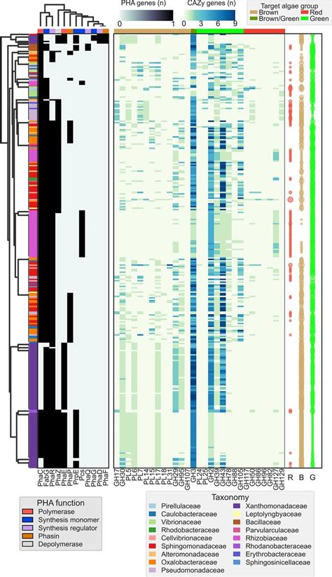 Euclidean Clustering Of The Pha Gene Profile Within Genomes Hierarchal Download Scientific