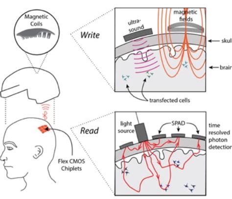 Optical Sensing For Neuroscience Rice Computational Imaging Group