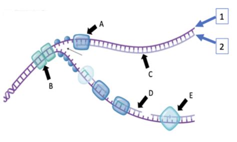 Biol 3200 Exam 3 Quiz Problems Flashcards Quizlet