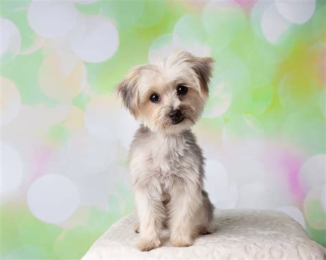 White Yorkie Mix