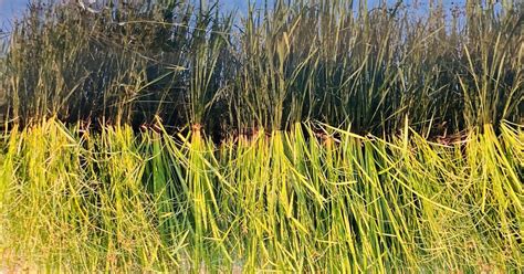 Gras