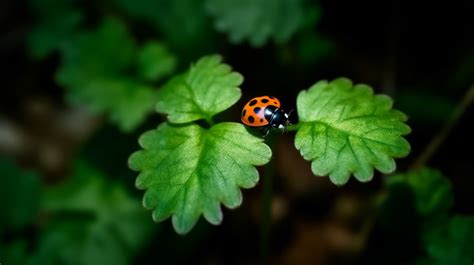 나뭇잎 옆에 앉아 있는 무당벌레 무당벌레의 그림 무당벌레 새와 곤충 배경 일러스트 및 사진 무료 다운로드 Pngtree