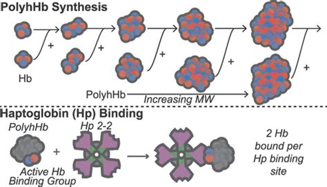 Bioconjugate Biomaterials Leveraging Biology For The Next Generation